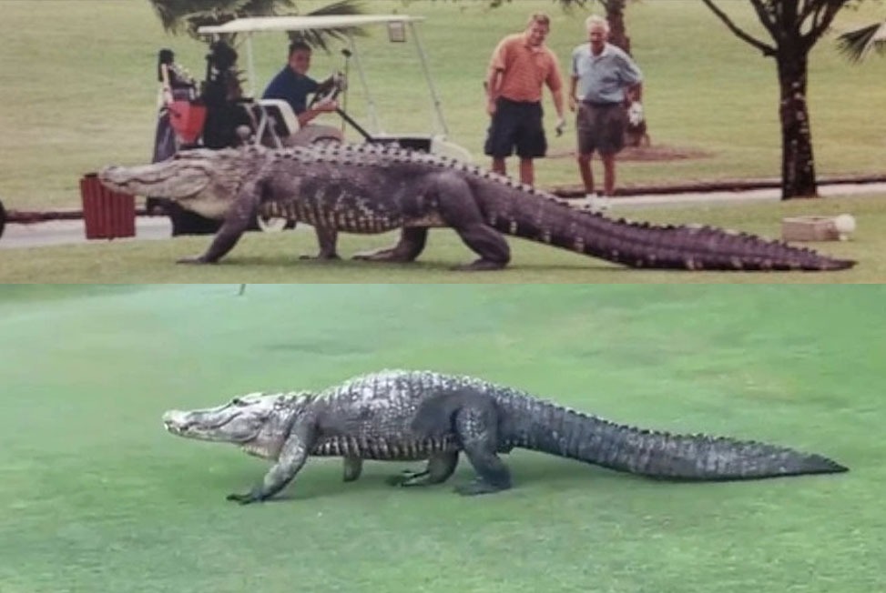 Biggest Alligator In The World 2022