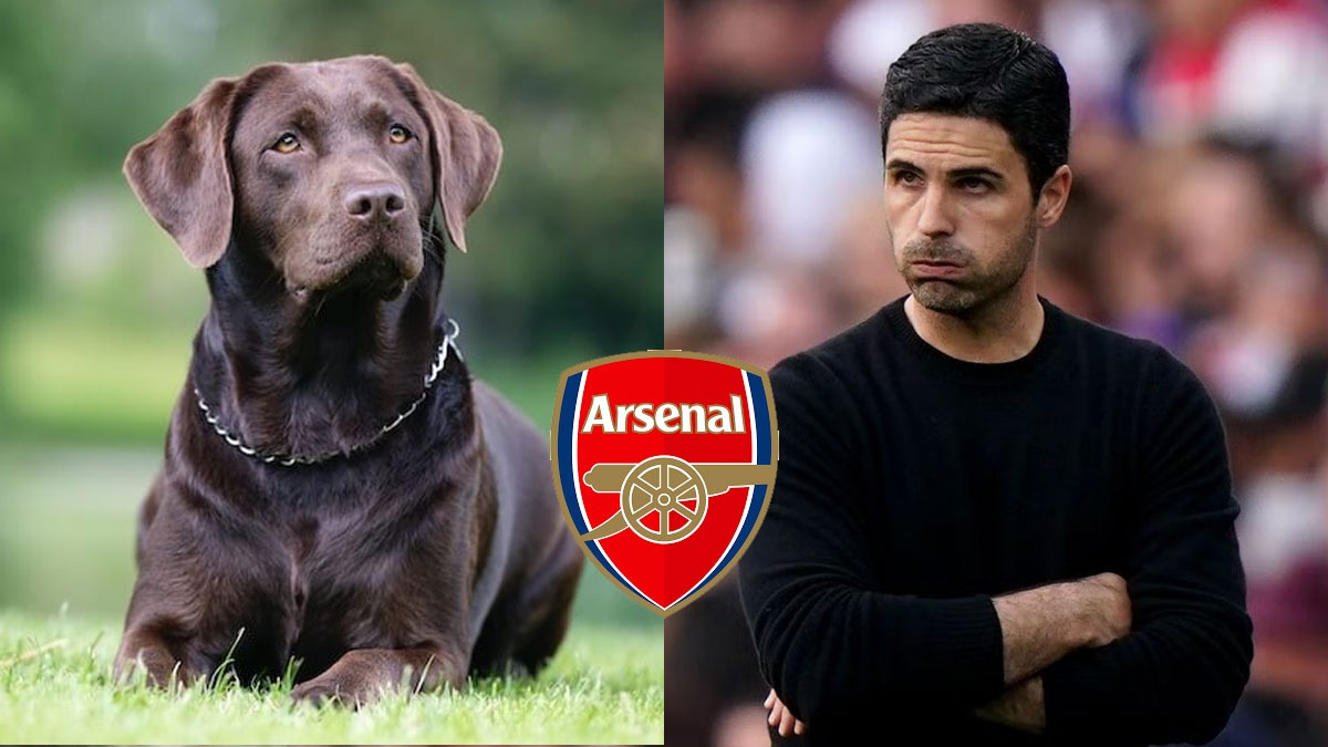 Meet Win, Arsenal's pet Dog to motivate Mikel Arteta & Co in Premier ...